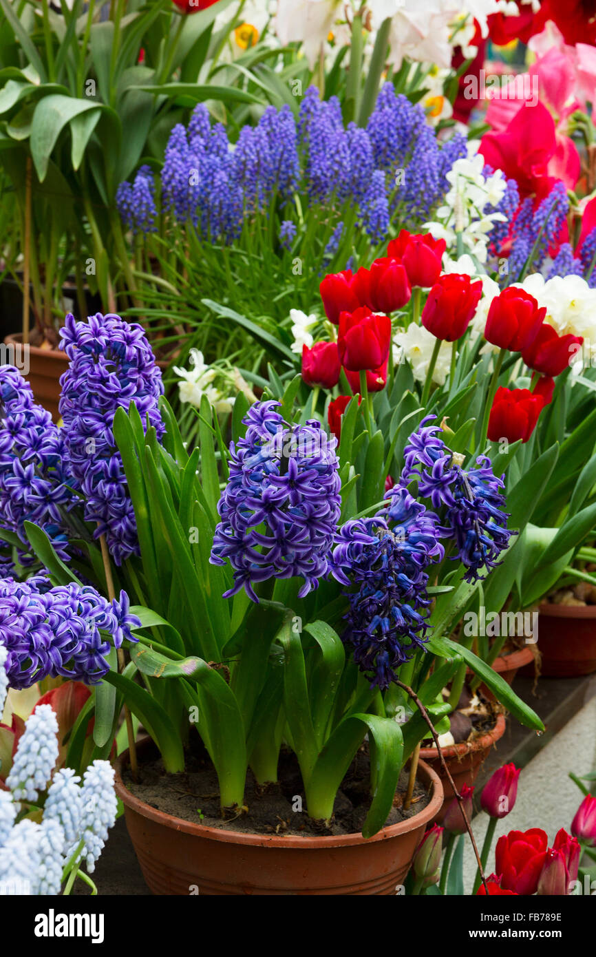 Colorful crocus display hi-res stock photography and images - Alamy