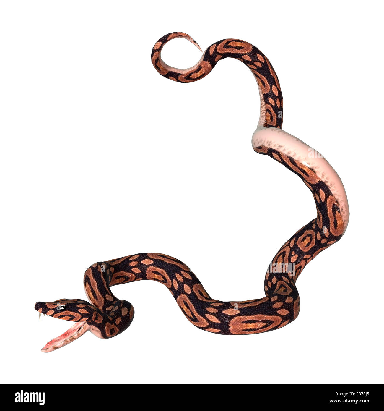 3D digital render of a ball python snake isolated on white background ...