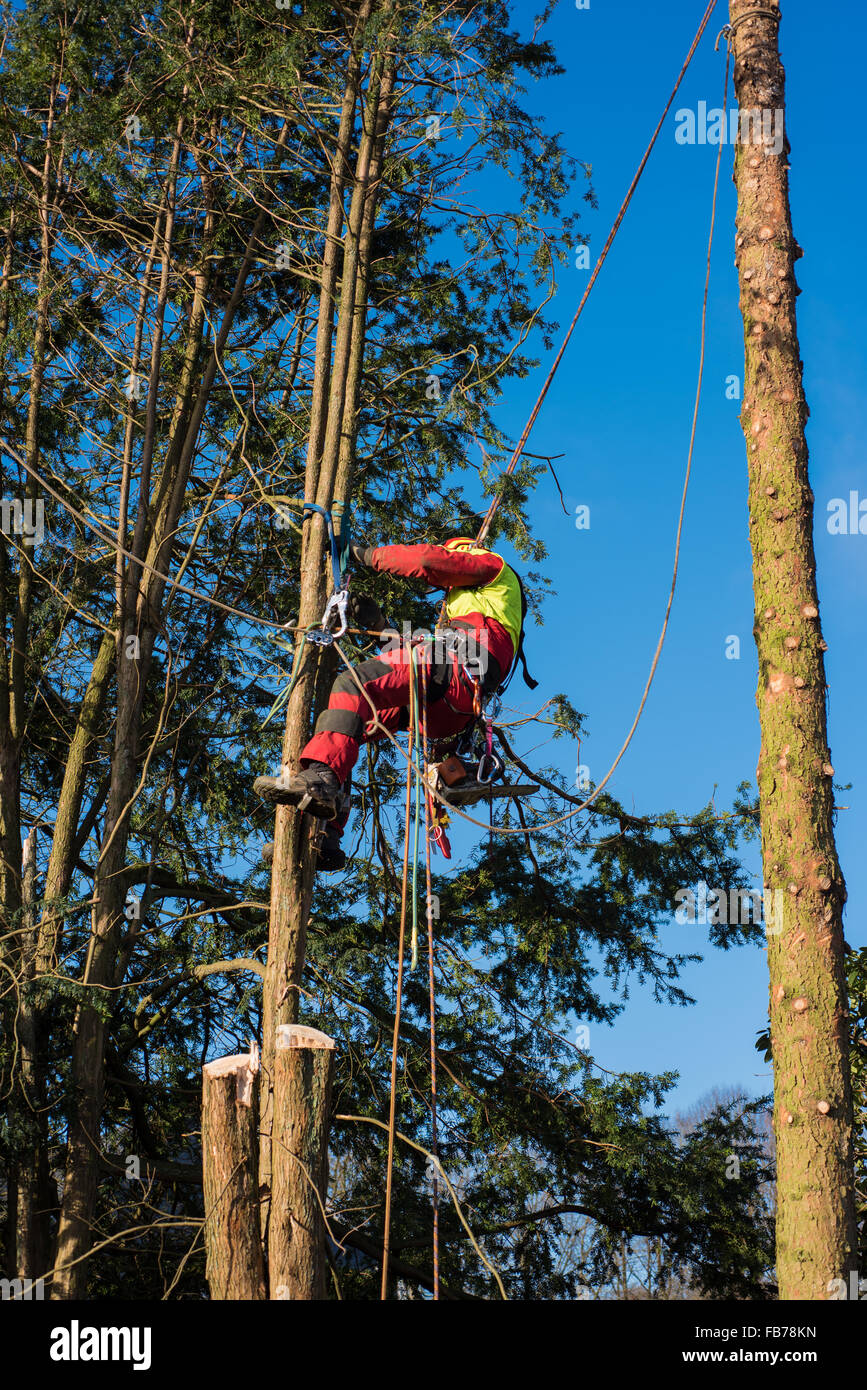 tree climber in the sunlight cutting down a tree Stock Photo - Alamy