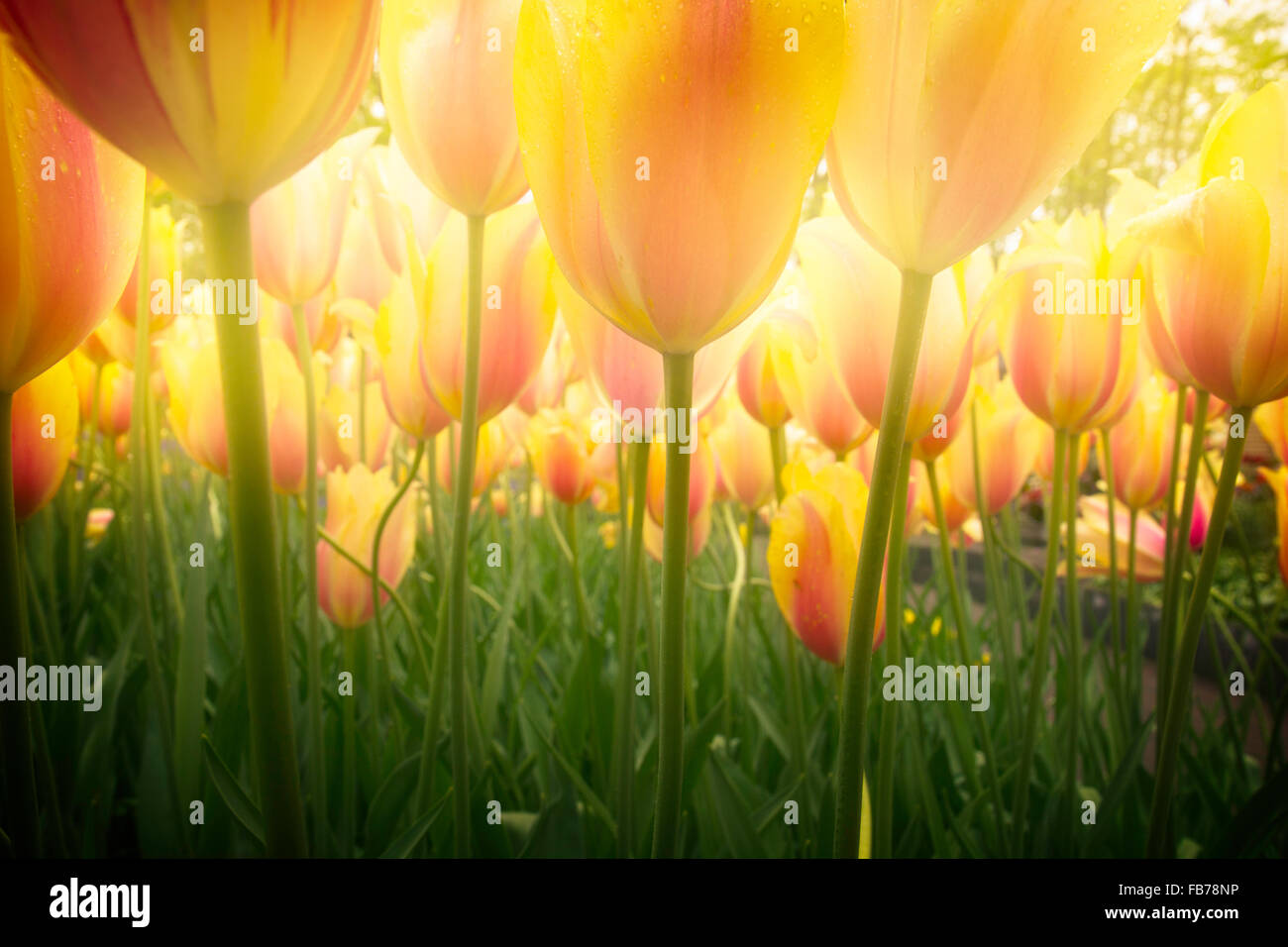 spring growing tulips close up Stock Photo - Alamy