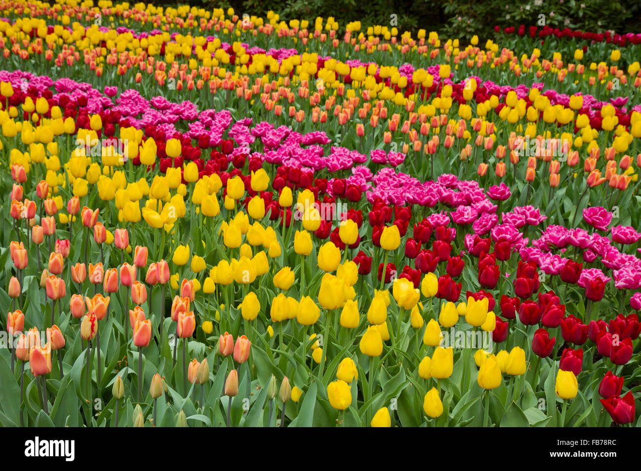 Stripes of dutch tulips flowerbed Stock Photo - Alamy