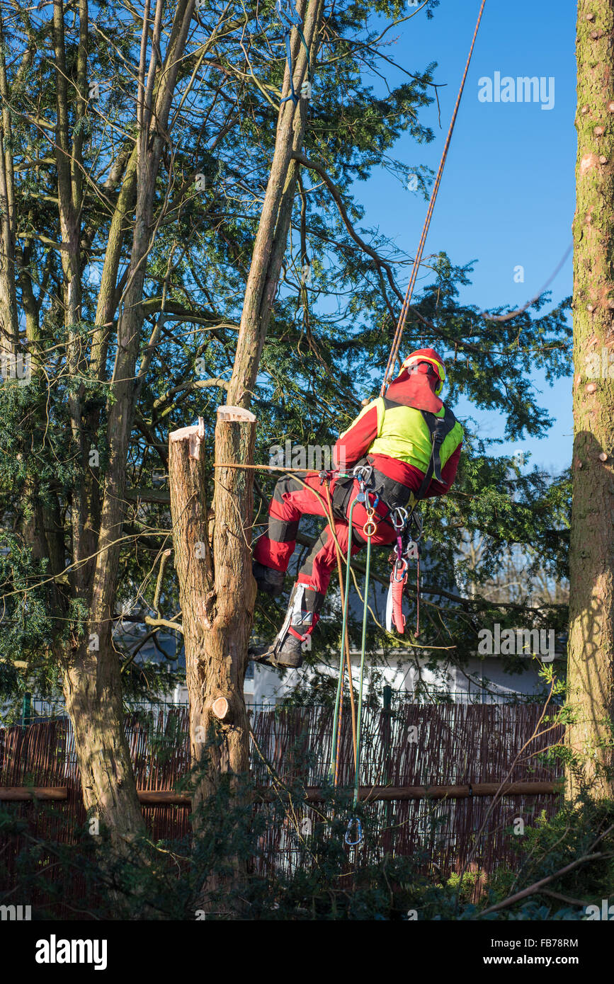 tree climber in the sunlight cutting down a tree Stock Photo - Alamy