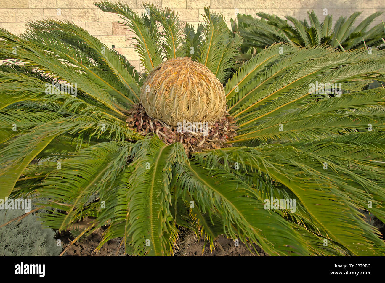 Cycads