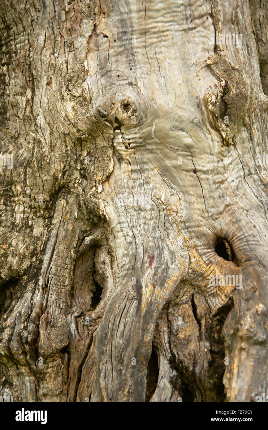 Olive tree bark hi-res stock photography and images - Alamy