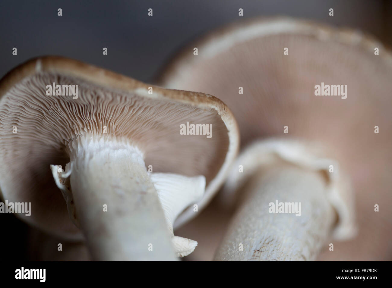 Close up mushrooms hi-res stock photography and images - Alamy