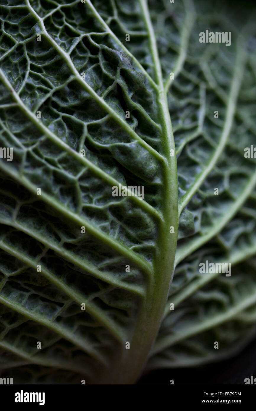 Cabbage leaf eating hi-res stock photography and images - Alamy