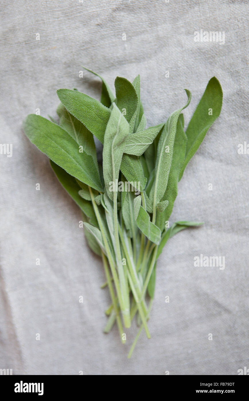 Sage green color hi-res stock photography and images - Alamy