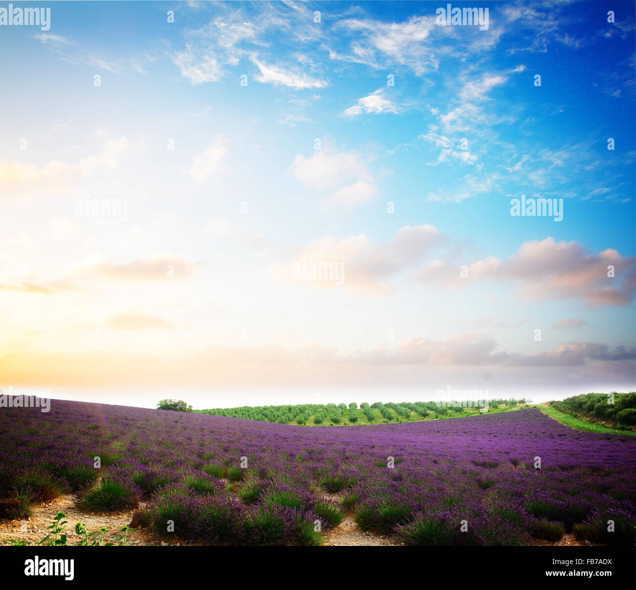 Blooming Lavender field Stock Photo - Alamy