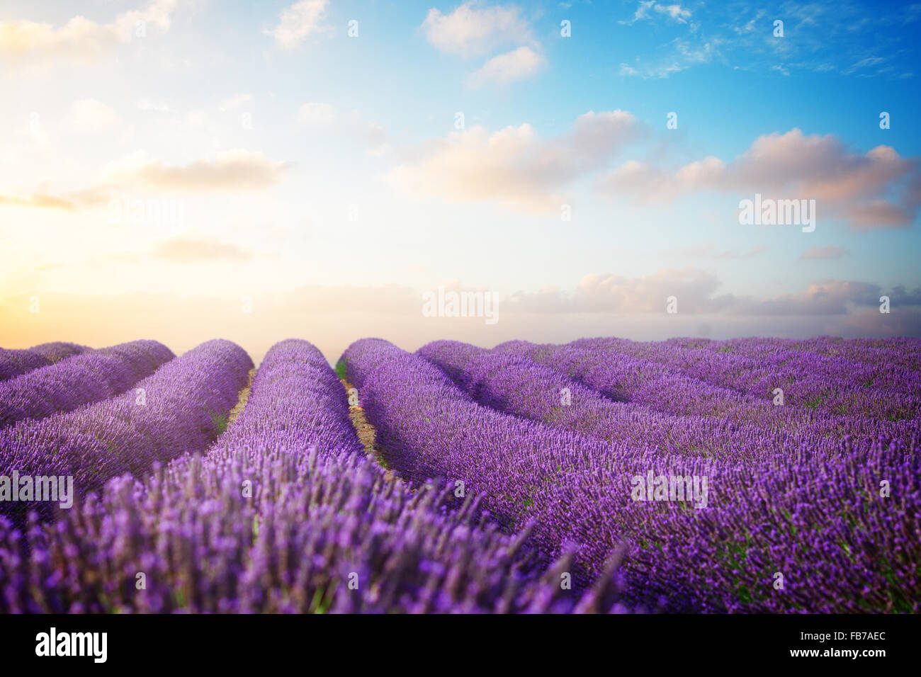 Blooming Lavender field Stock Photo - Alamy