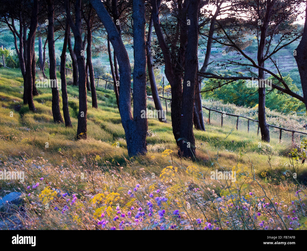 Flowers growing on grassy hill by trees Stock Photo - Alamy
