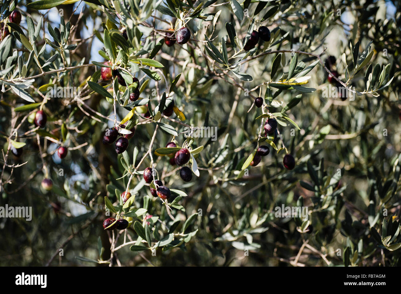 Olive tree full black hi-res stock photography and images - Alamy