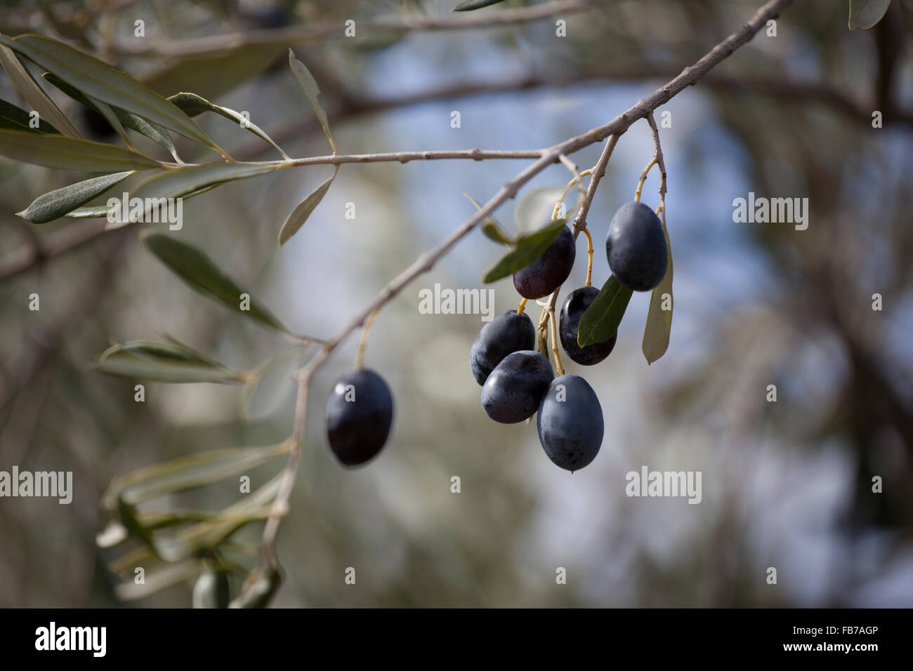 Black olives hanging on tree Stock Photo - Alamy