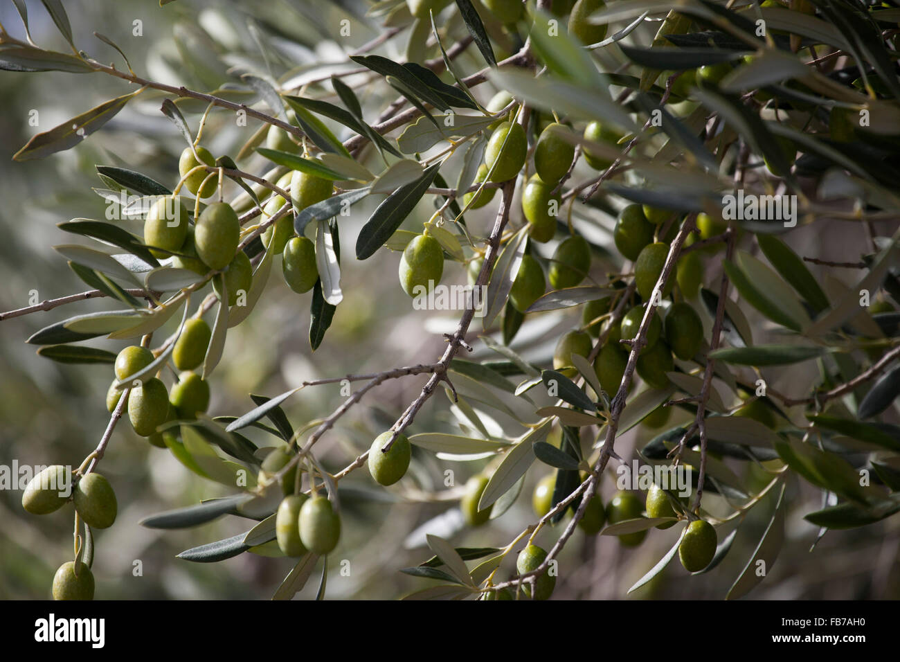 Hanging olive hi-res stock photography and images - Alamy