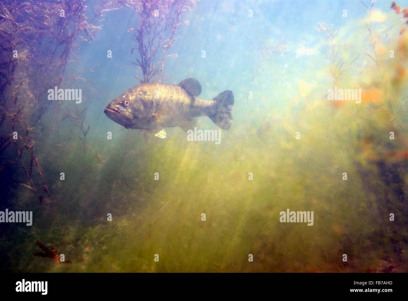 Largemouth bass underwater bass fishing hi-res stock photography and ...
