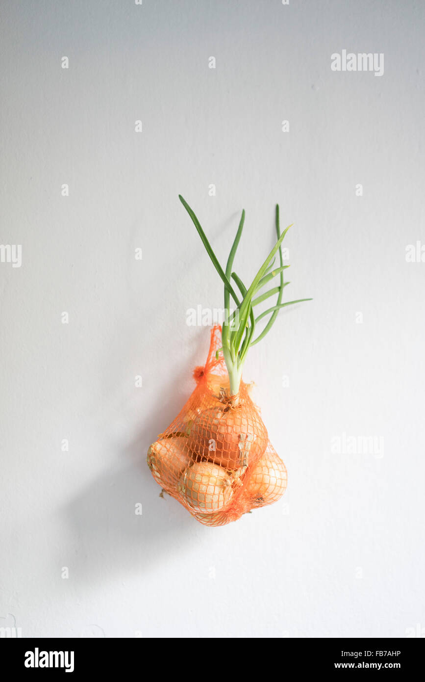 Onions with shoots in net against white background Stock Photo - Alamy