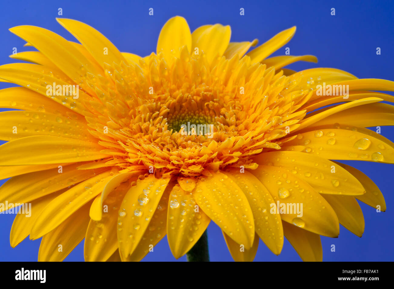 Gerbera is a genus of ornamental plants from the sunflower family ...