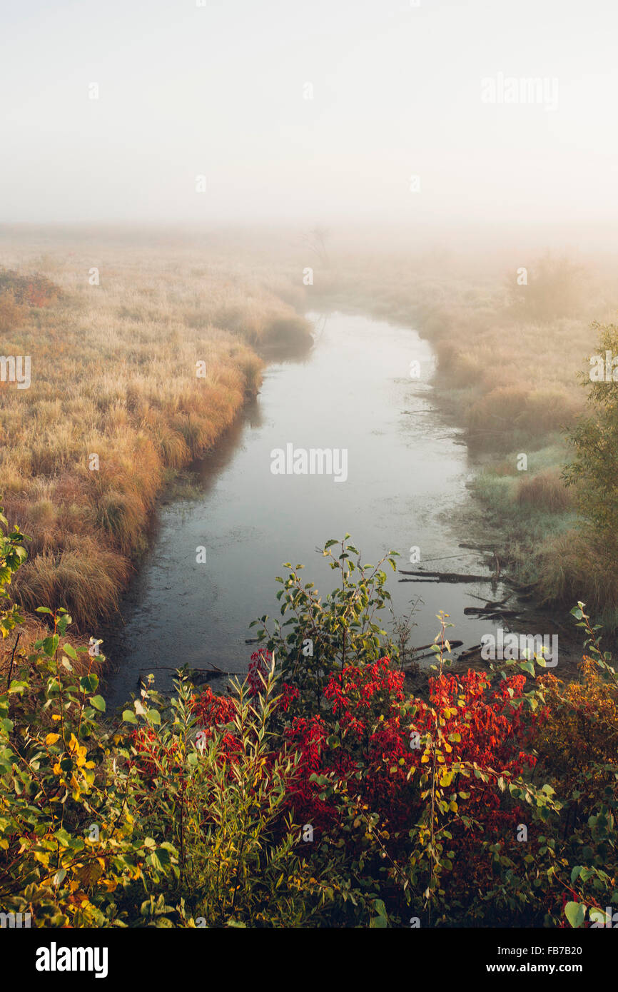 View of stream in forest Stock Photo - Alamy