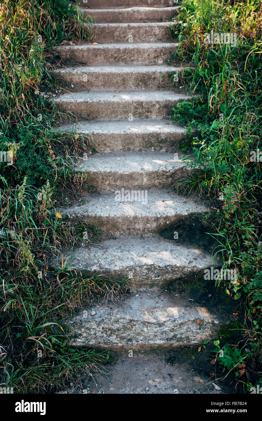 Steps in forest Stock Photo - Alamy