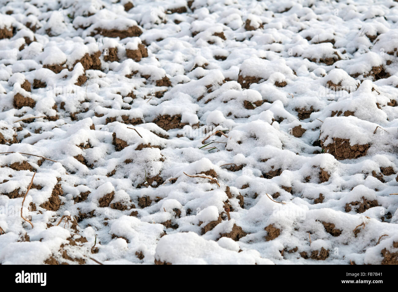 field of snow. Close up Stock Photo - Alamy