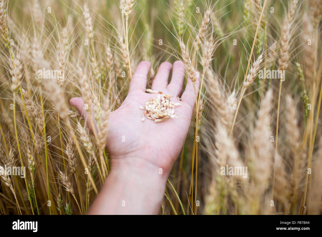 Farm hand hi-res stock photography and images - Alamy
