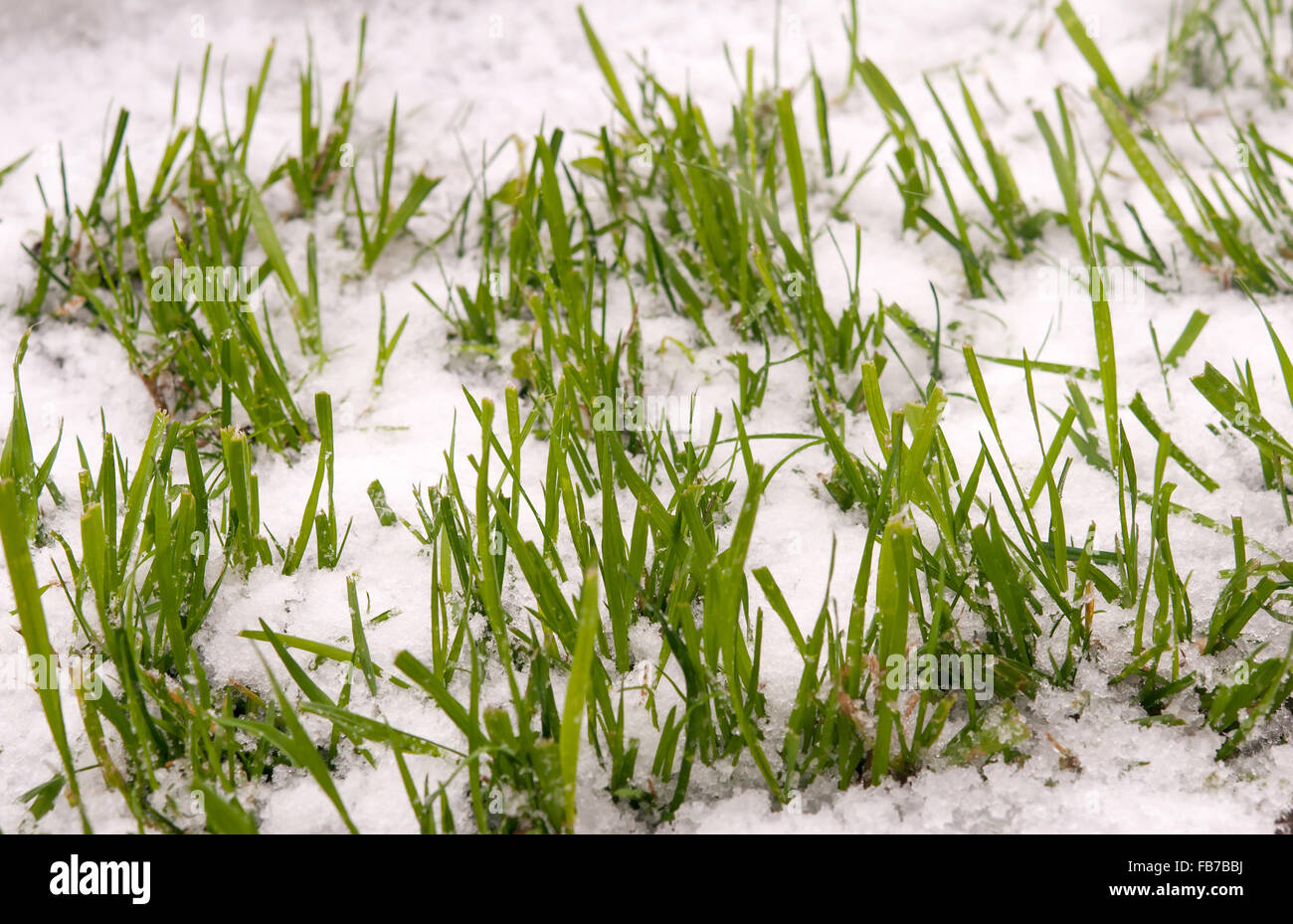 Green grass and white snow hi-res stock photography and images - Alamy