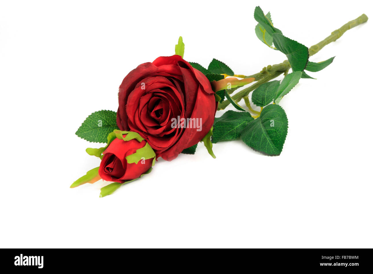 Single red rose stem hi-res stock photography and images - Alamy
