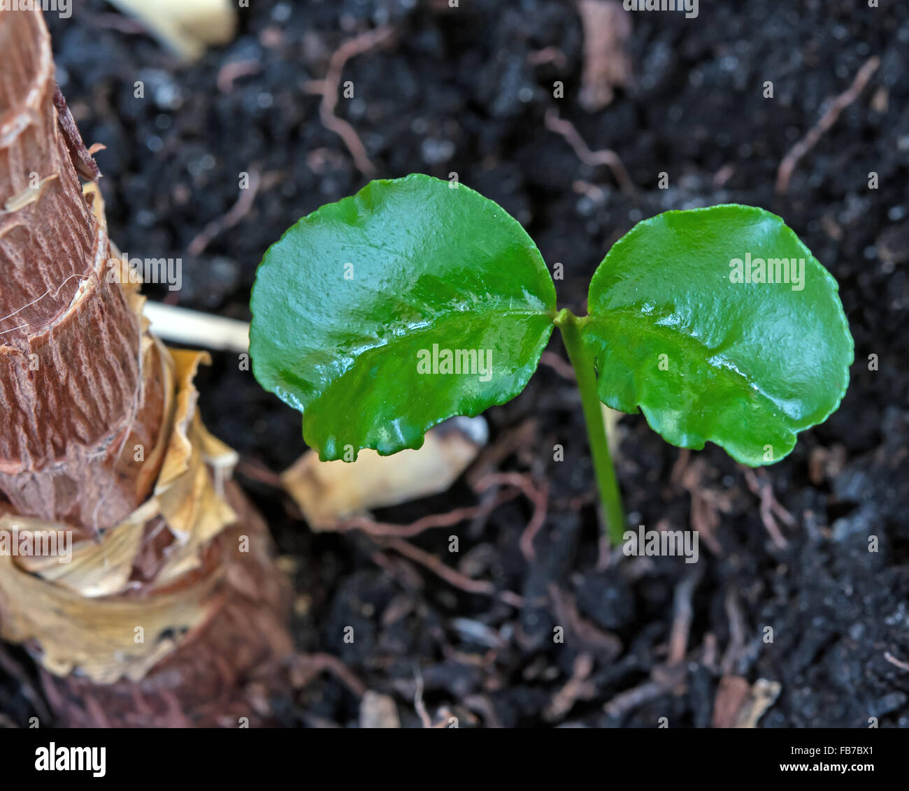 Plant surface hi-res stock photography and images - Alamy