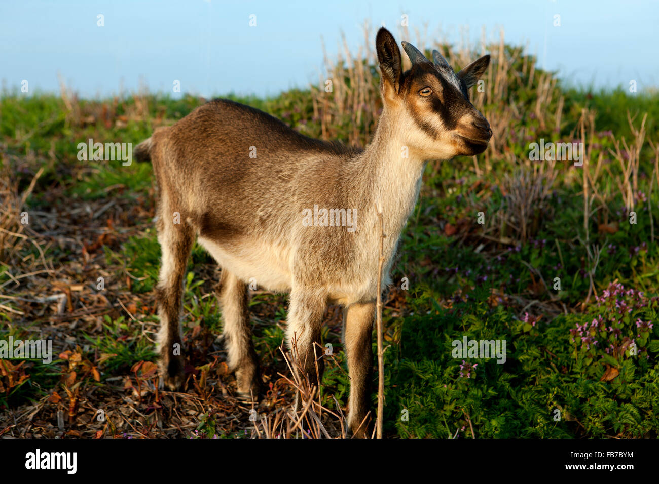 Full length of goat on field Stock Photo - Alamy