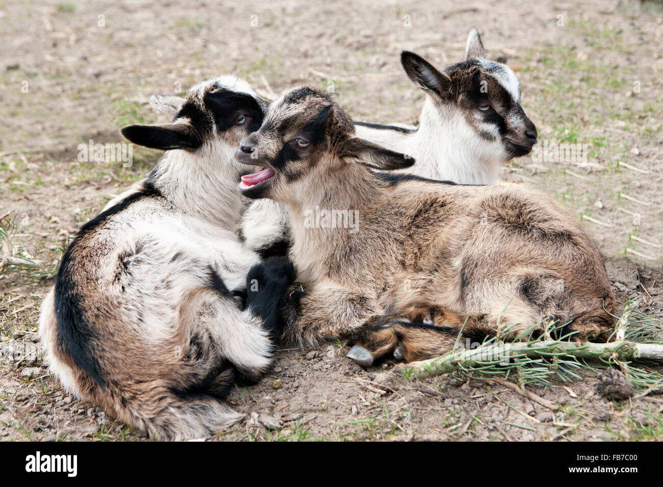 Field with goats hi-res stock photography and images - Alamy