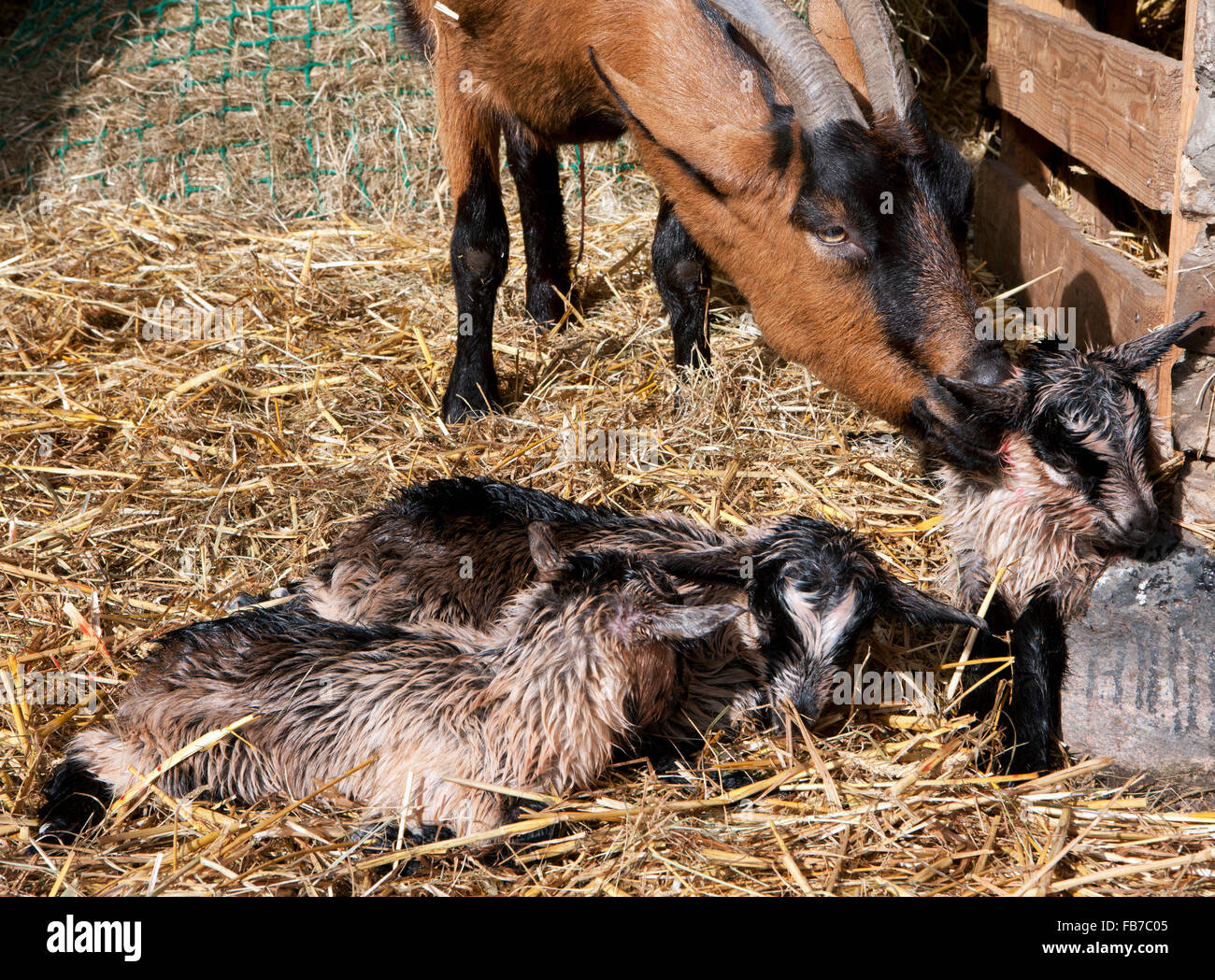 Goat hay hi-res stock photography and images - Alamy