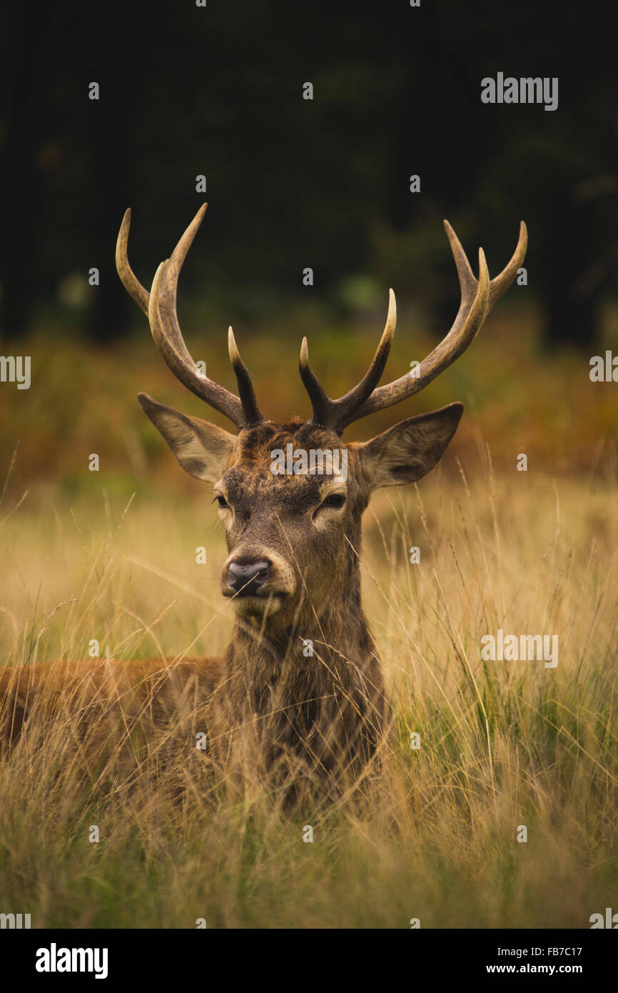 Deer looking away while sitting on field Stock Photo - Alamy