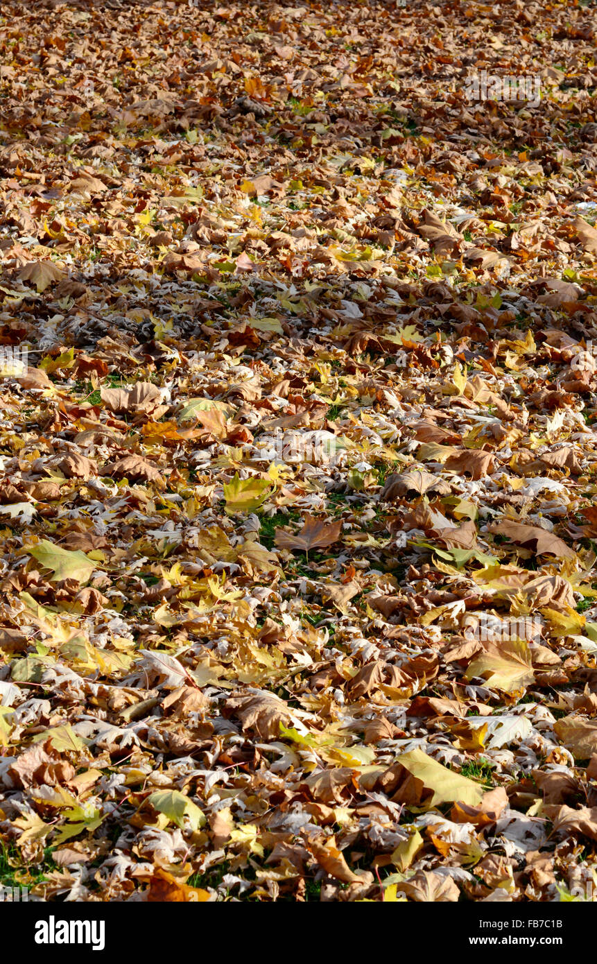 colorful autumn leaves on the ground Stock Photo - Alamy