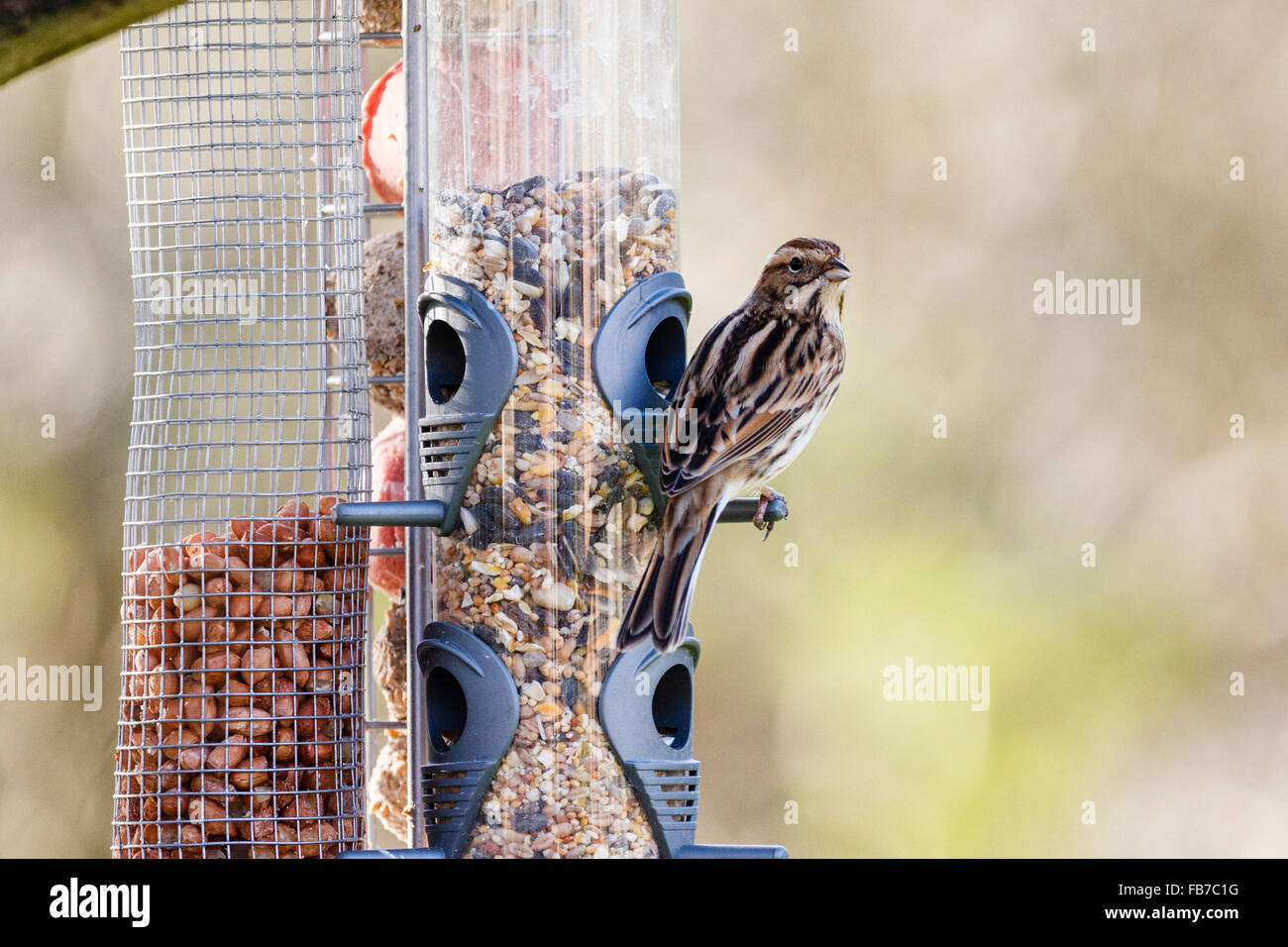 Female Reed bunting (Emberiza schoeniclus) perched on a bird feeder in ...