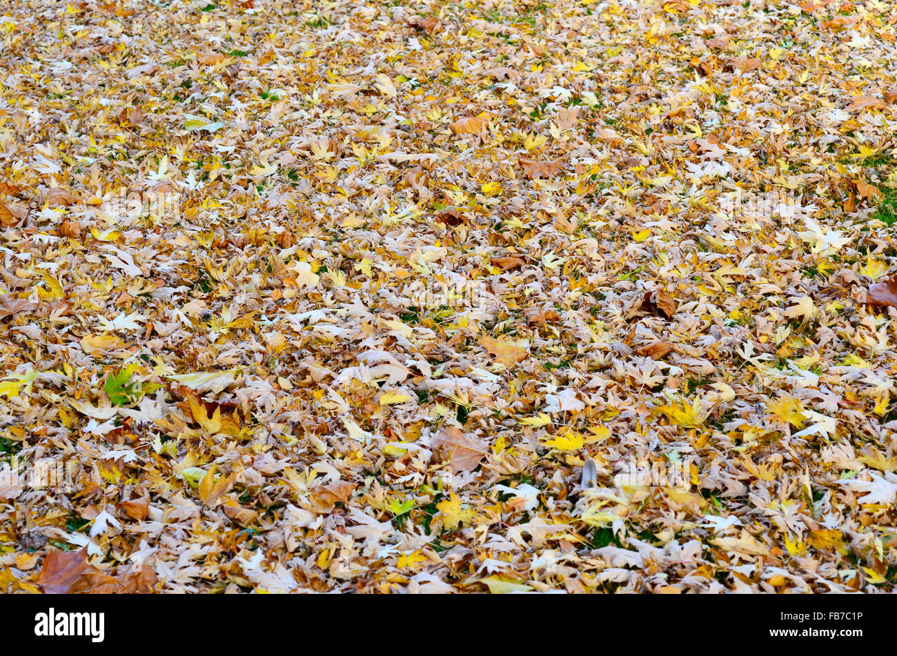 colorful autumn leaves on the ground Stock Photo - Alamy