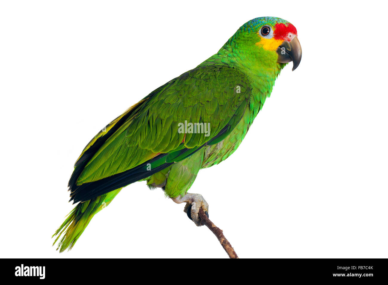 Whie Cut Out Stock Images & Pictures - Alamy