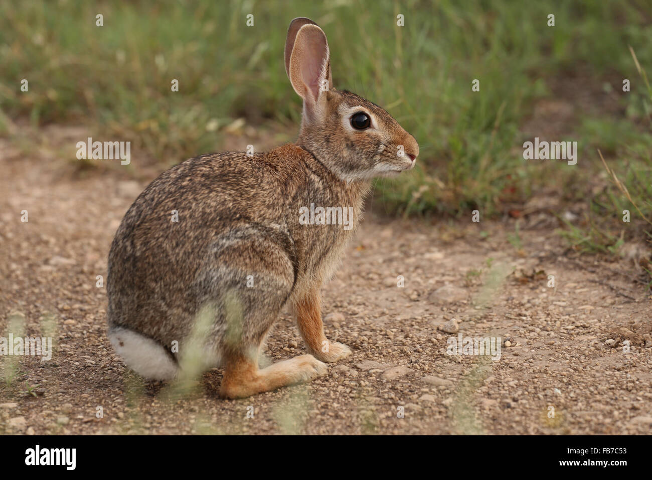 Rabbit side view hi-res stock photography and images - Alamy