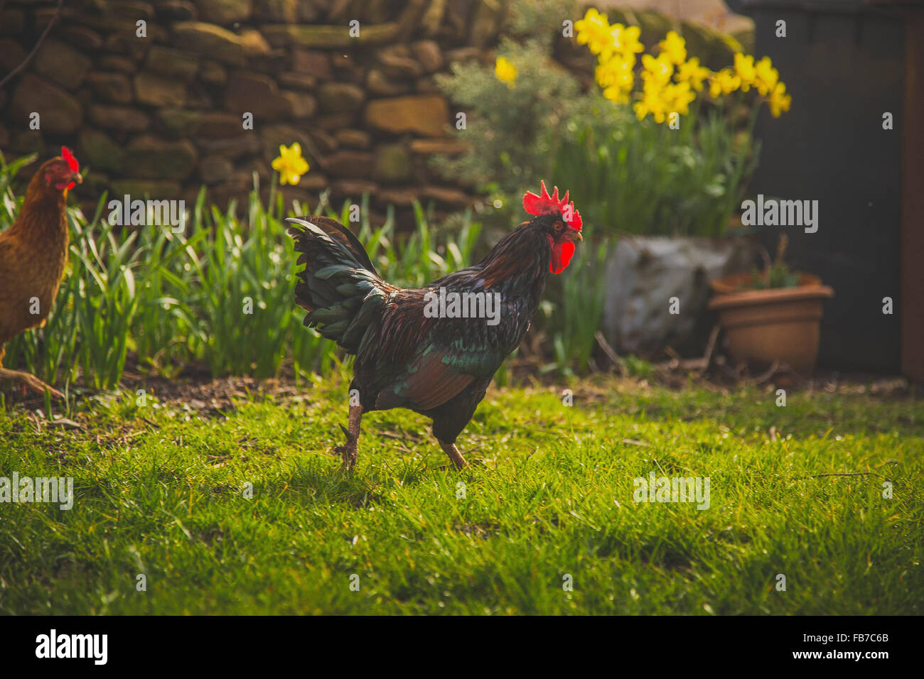 Rooster and hen on grassy field Stock Photo - Alamy