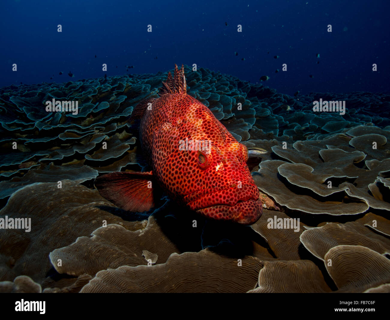 Red curious grouper Stock Photo - Alamy