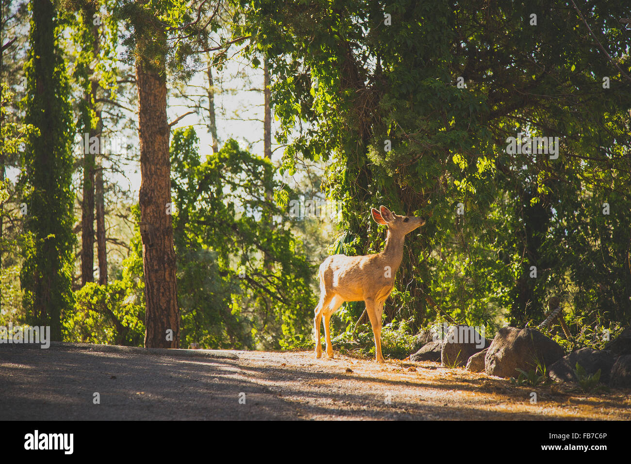Deer eating leaves on branches in forest Stock Photo - Alamy