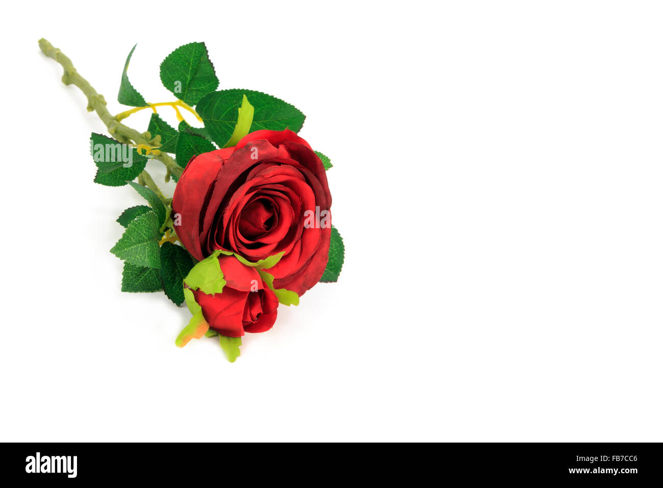 Single stem red rose isolated on white background Stock Photo - Alamy