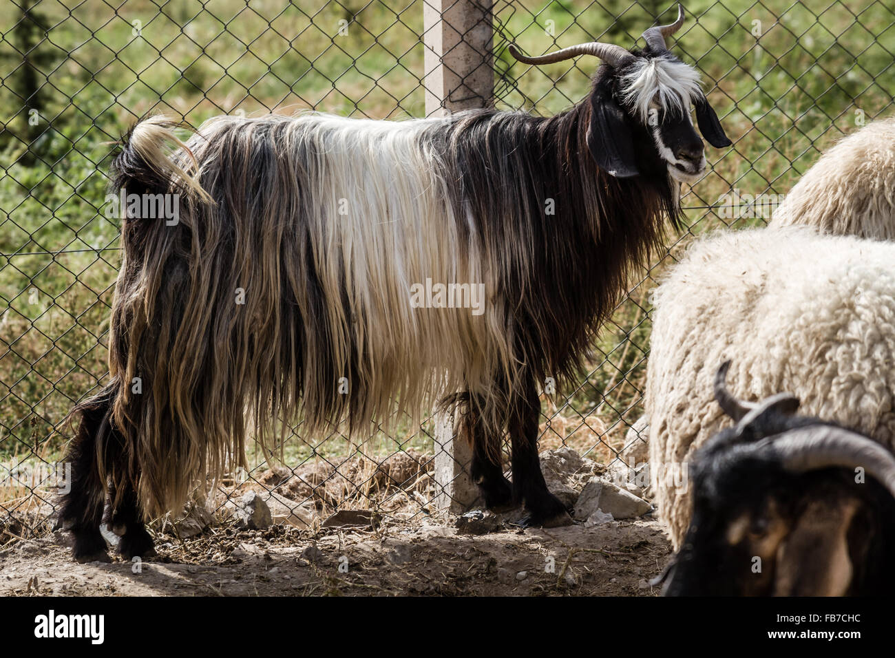 Turkey shepherd goats goat hi-res stock photography and images - Alamy