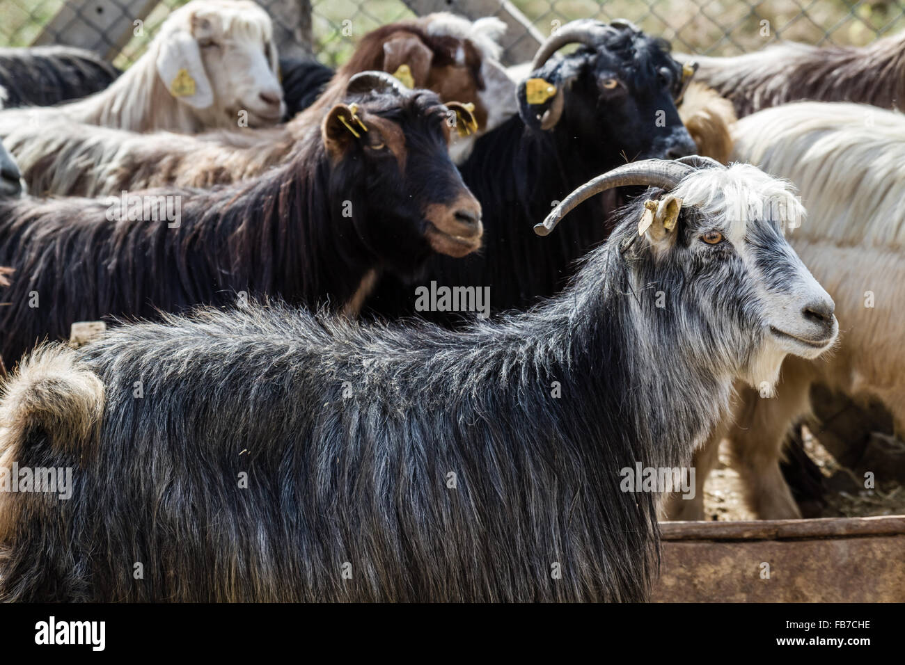 Turkey shepherd goats goat hi-res stock photography and images - Alamy