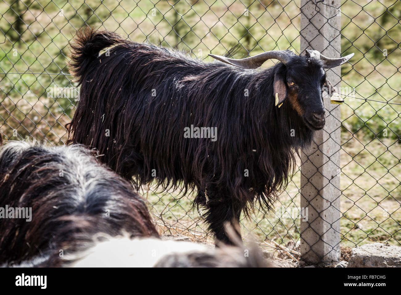 Turkey shepherd goats goat hi-res stock photography and images - Alamy