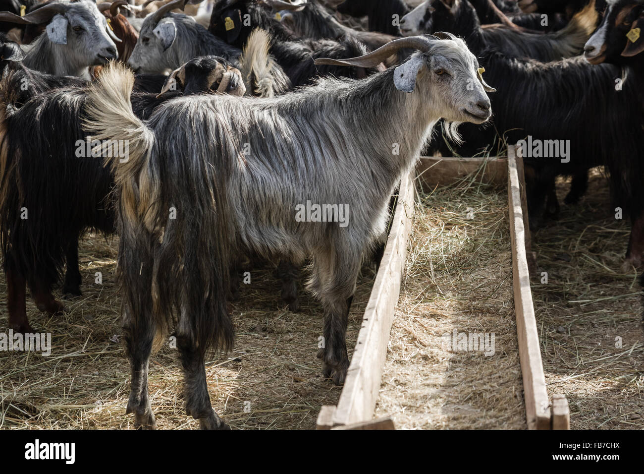 Turkey shepherd goats goat hi-res stock photography and images - Alamy