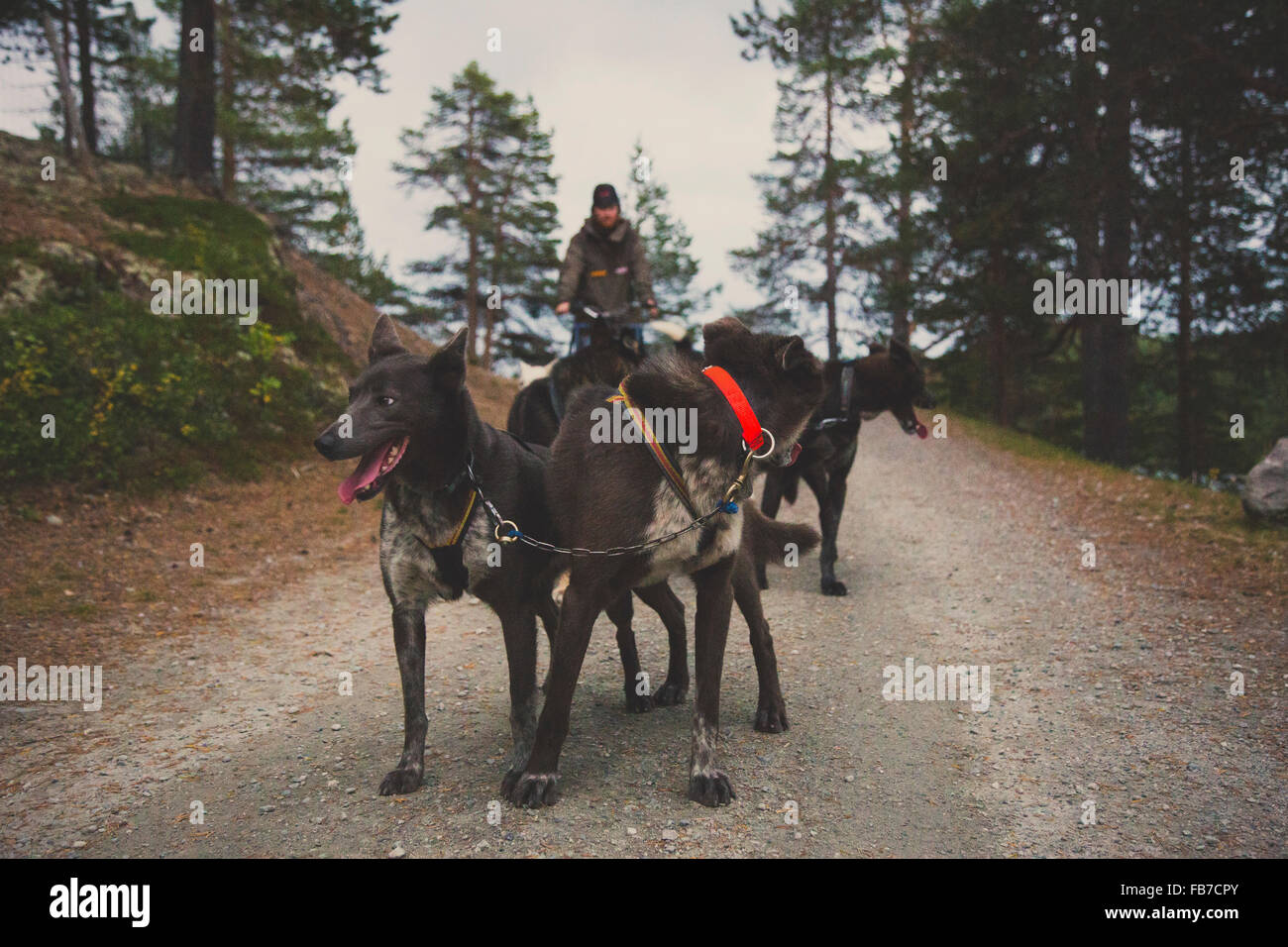 Man with sled dogs on road Stock Photo - Alamy