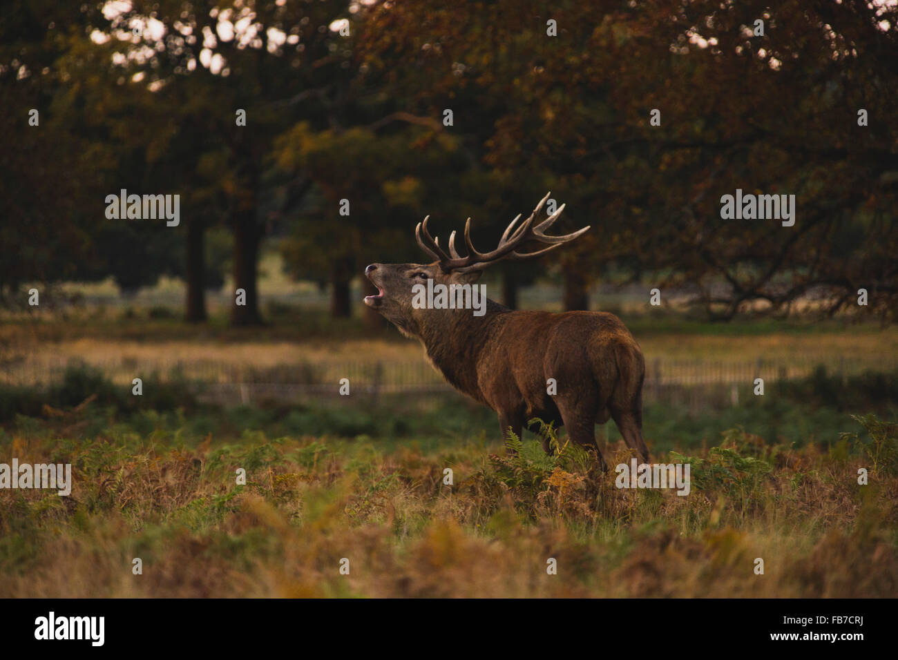 Wild deer on side hi-res stock photography and images - Alamy