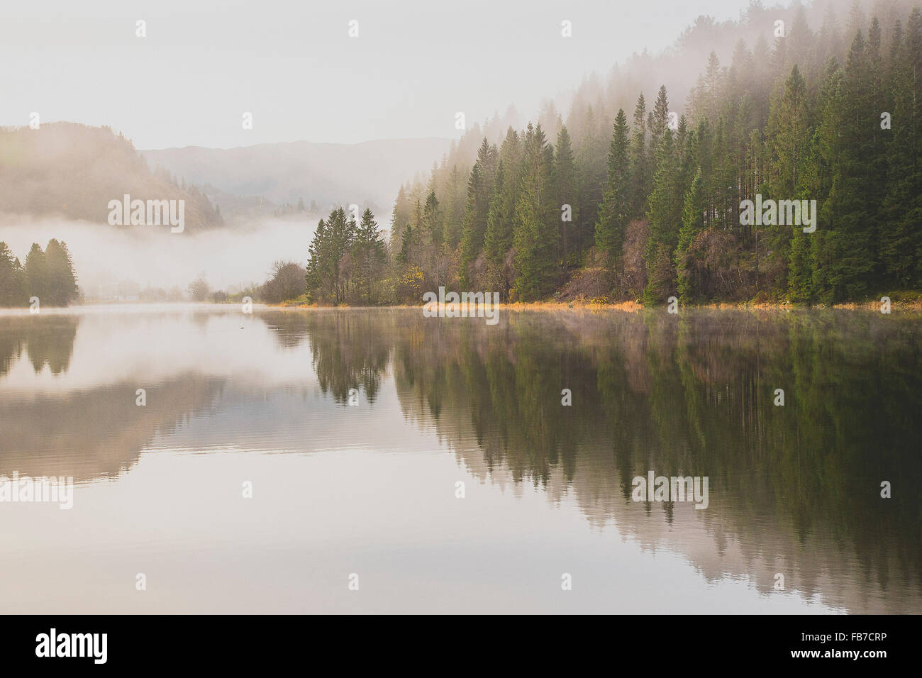 Trees growing by calm lake in foggy weather Stock Photo - Alamy