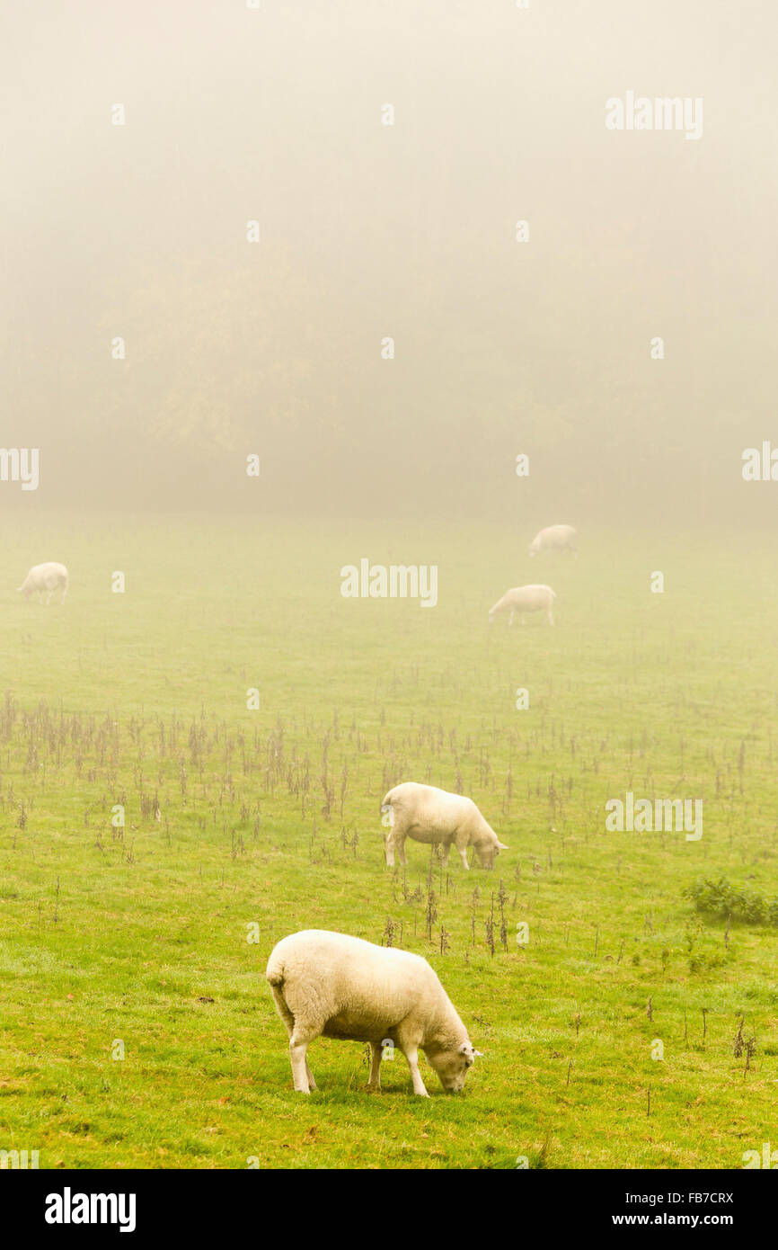 Sheep grazing on grassy field in foggy weather Stock Photo - Alamy