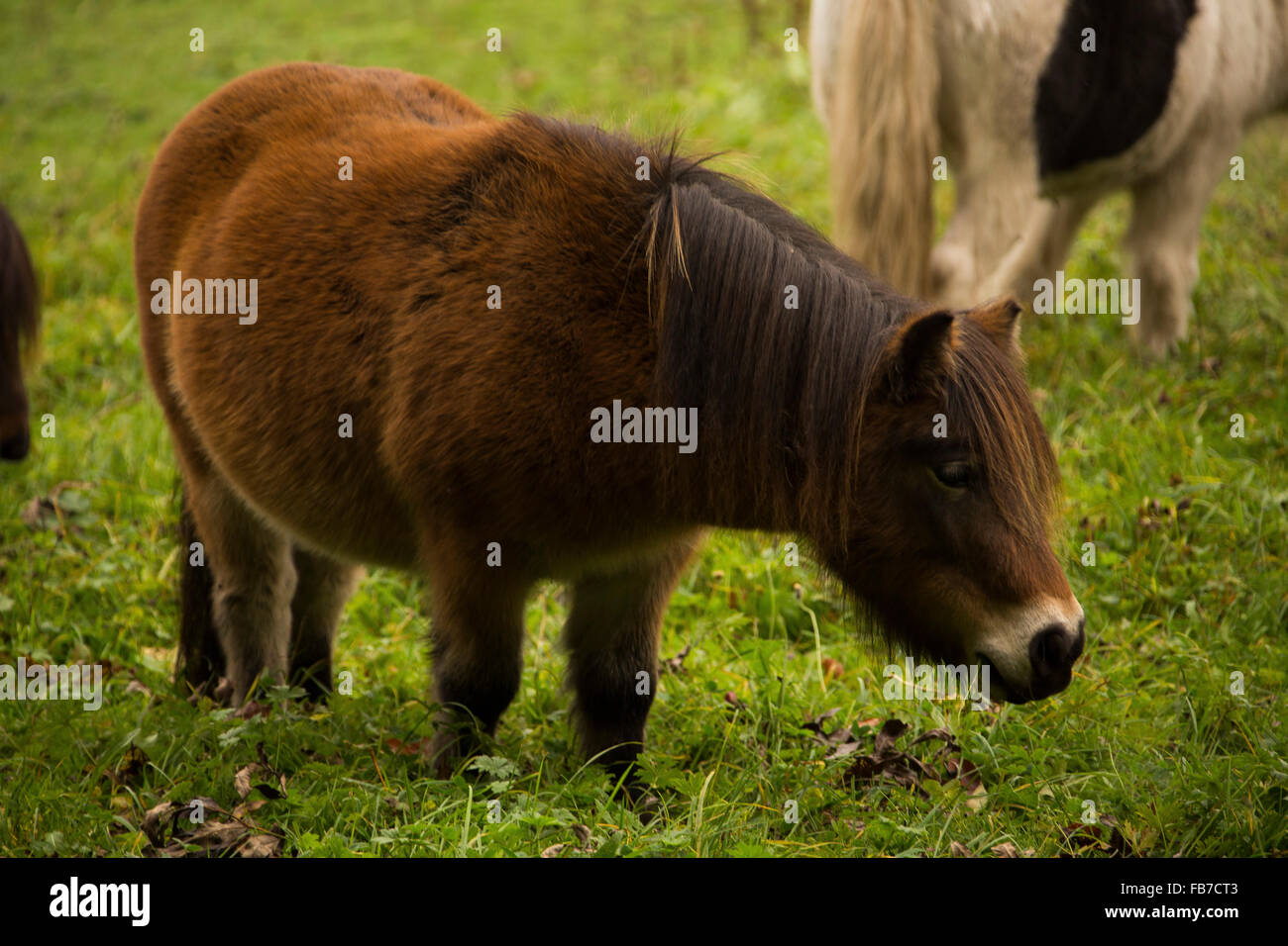 Pony standing on grassy field Stock Photo - Alamy