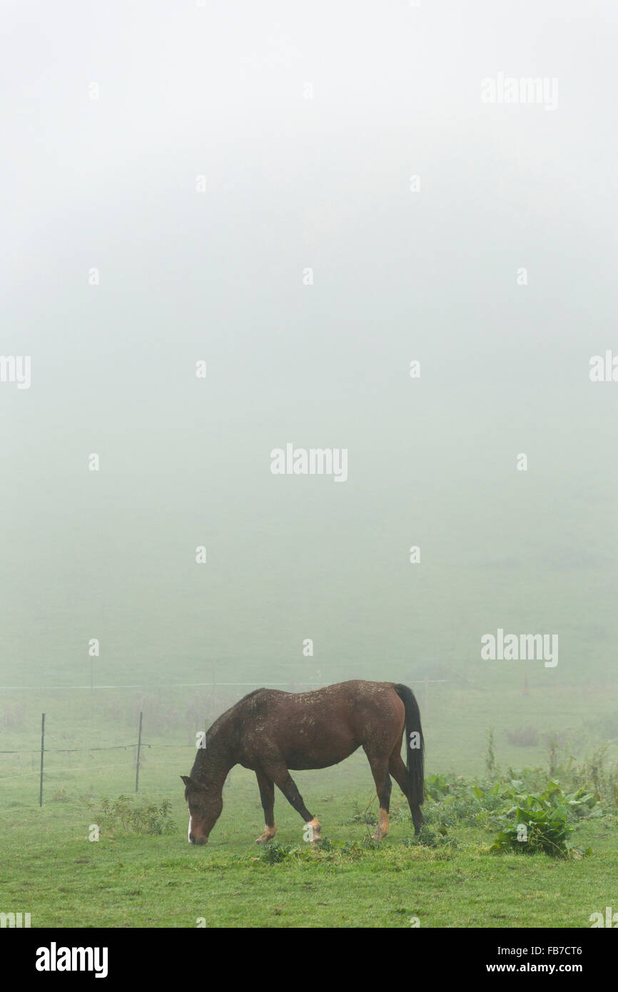 Side view of horse grazing on grassy field in foggy weather Stock Photo ...